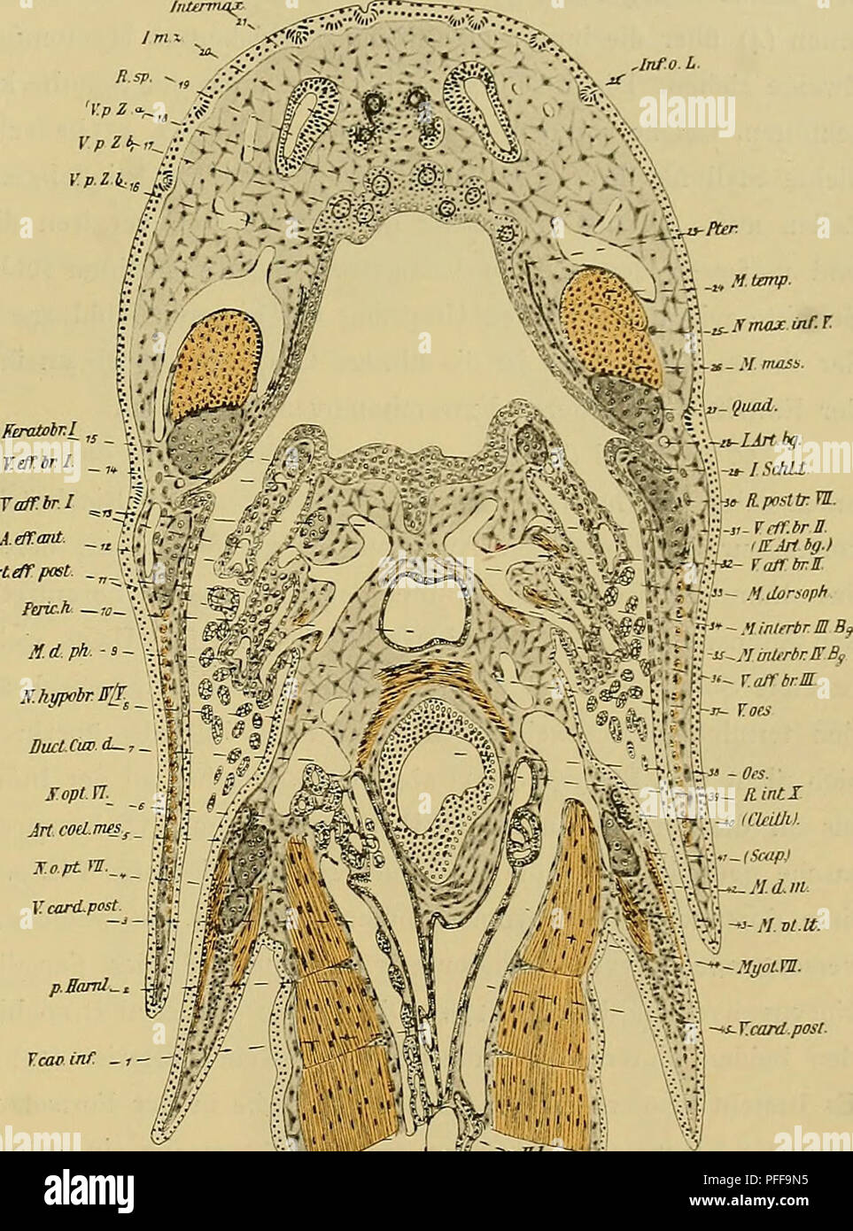 This work explores the development of the head and circulatory system ...