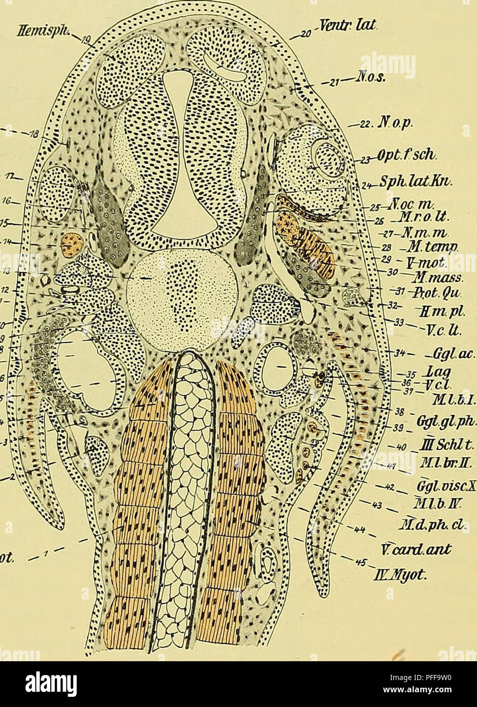 This scientific paper outlines the developmental history of the head ...