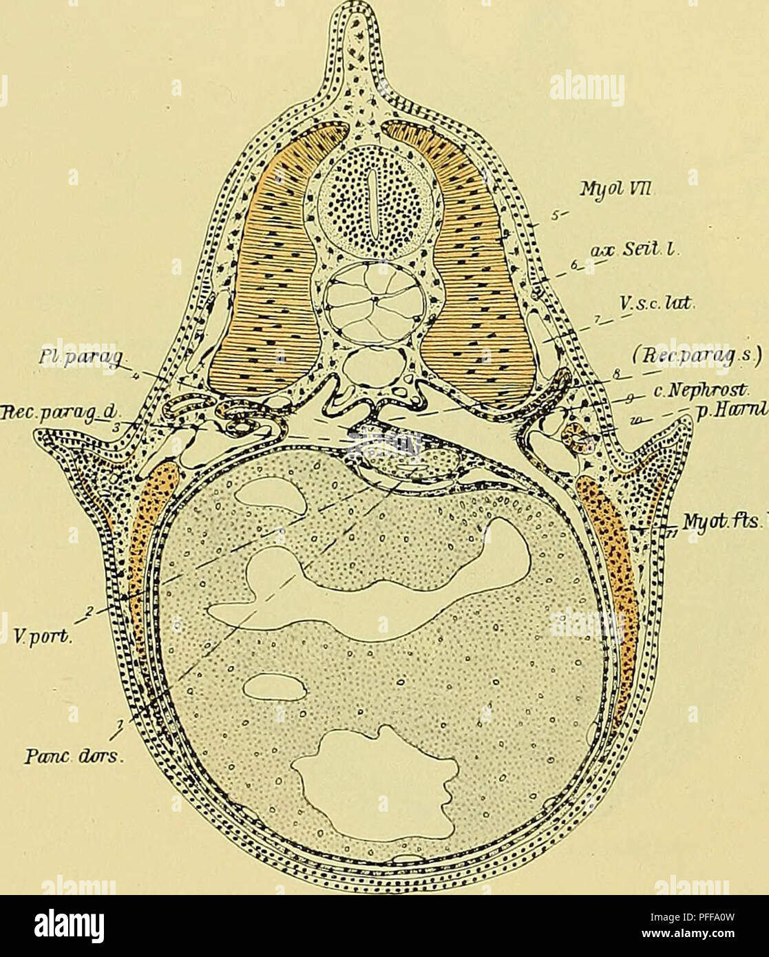 This manuscript discusses the developmental biology of the head and ...