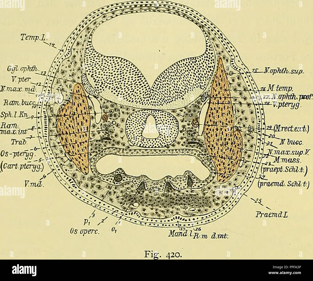 This work discusses the developmental history of the head and ...