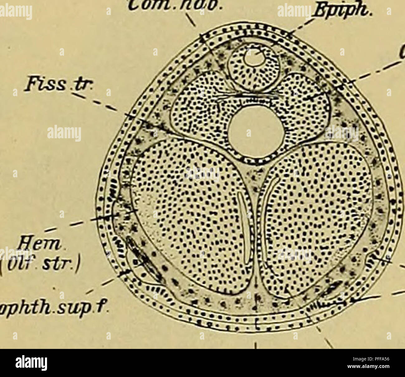 This scientific report from the Medical-Natural Science Society of Jena ...