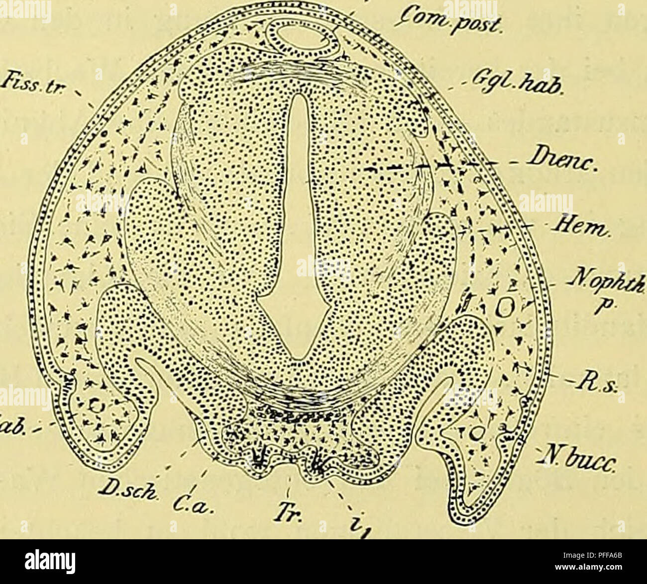 This article discusses the anatomical structure of the aortic roots ...
