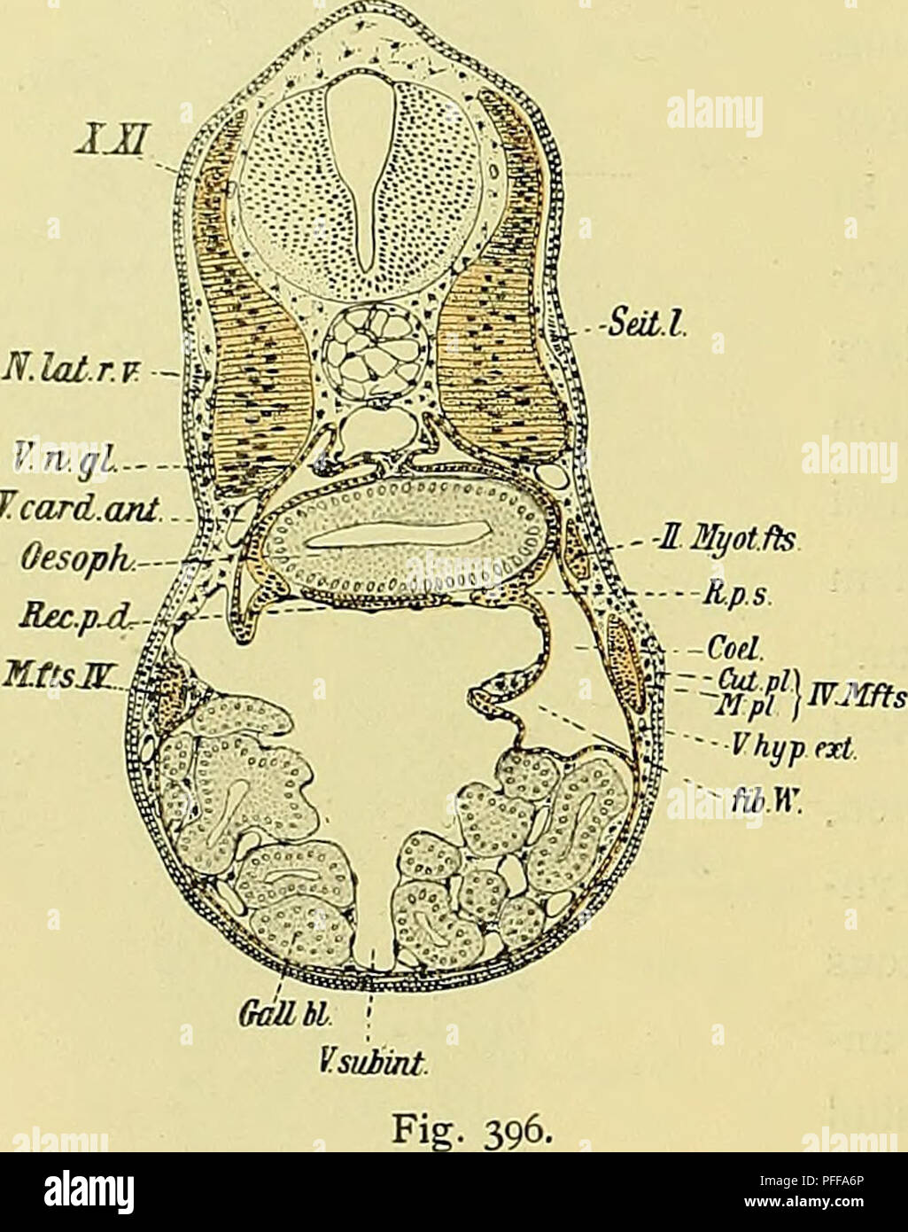 This scientific work discusses the developmental history of the head ...
