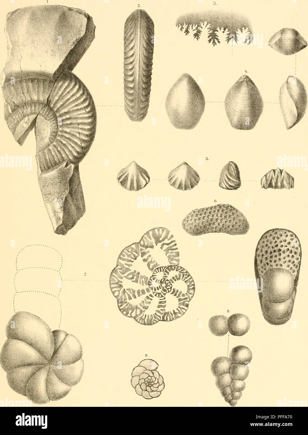 This publication, detailing the geology and paleontology of Japan ...