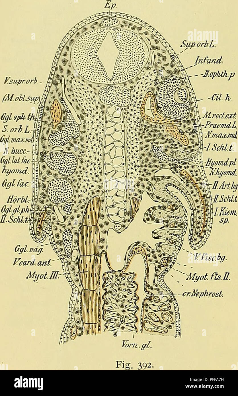 Commissura hi-res stock photography and images - Alamy