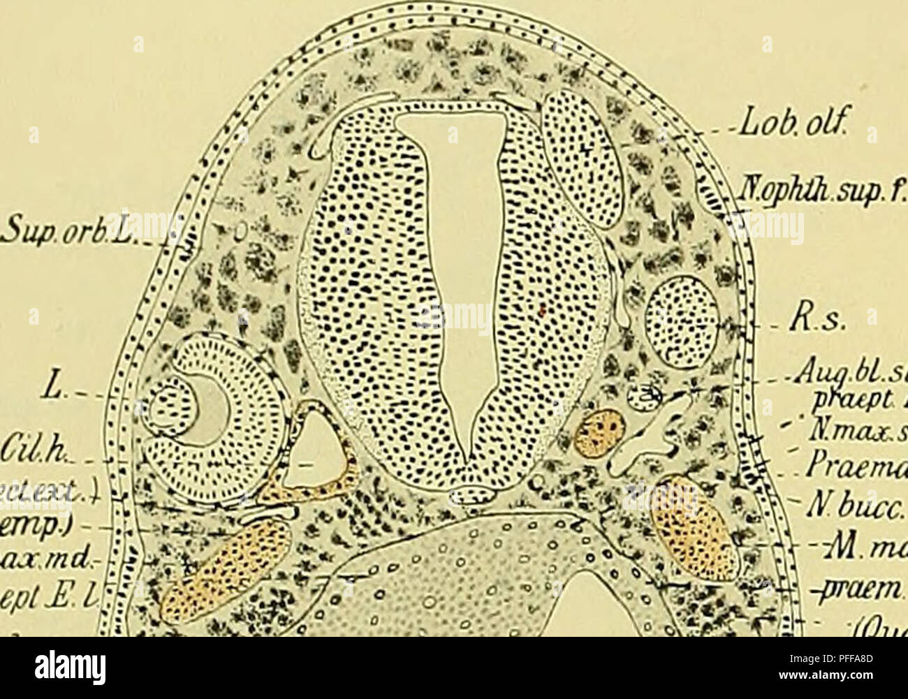This work discusses the development history of the head and circulatory ...