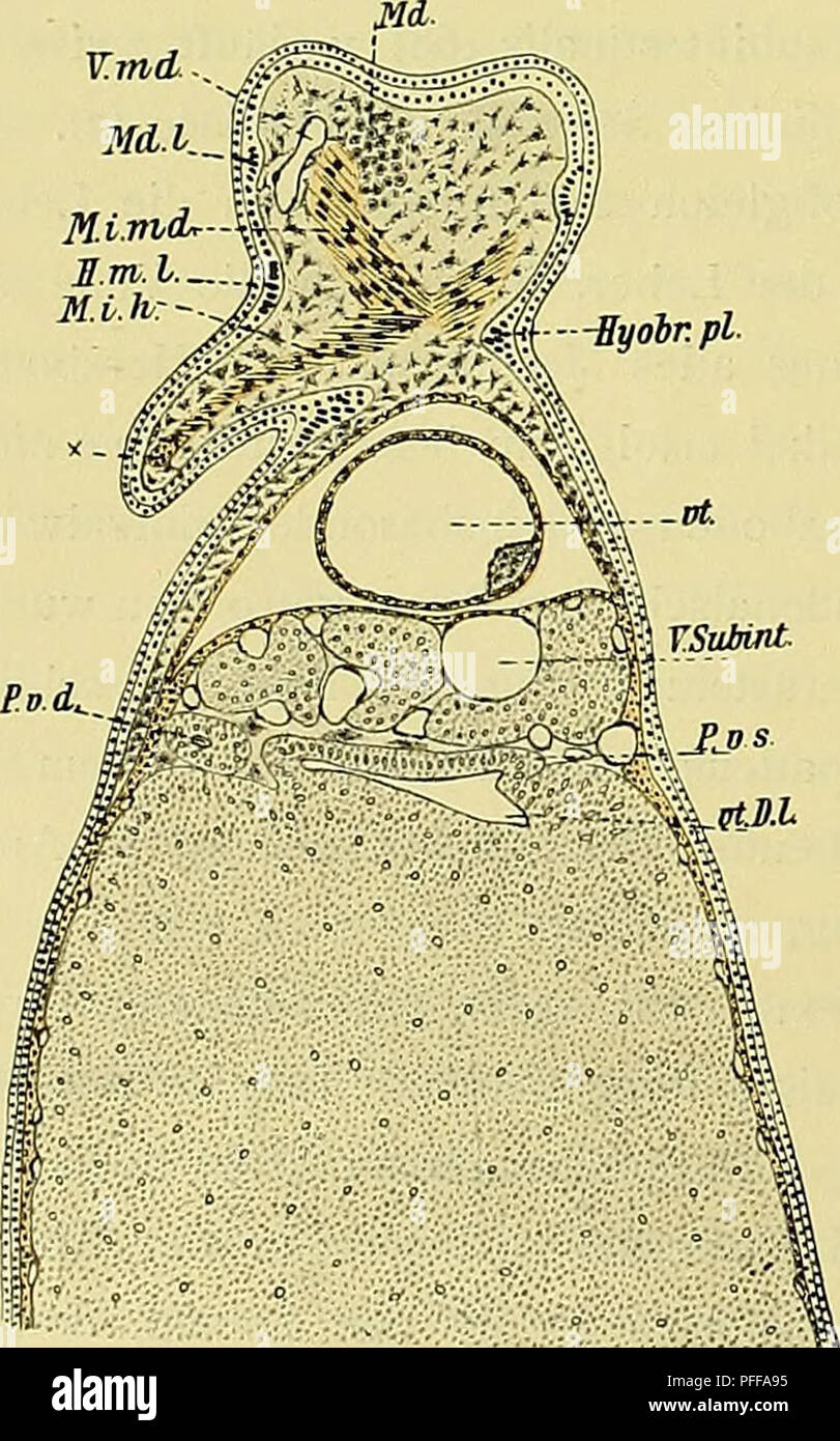 M musculus hi-res stock photography and images - Alamy