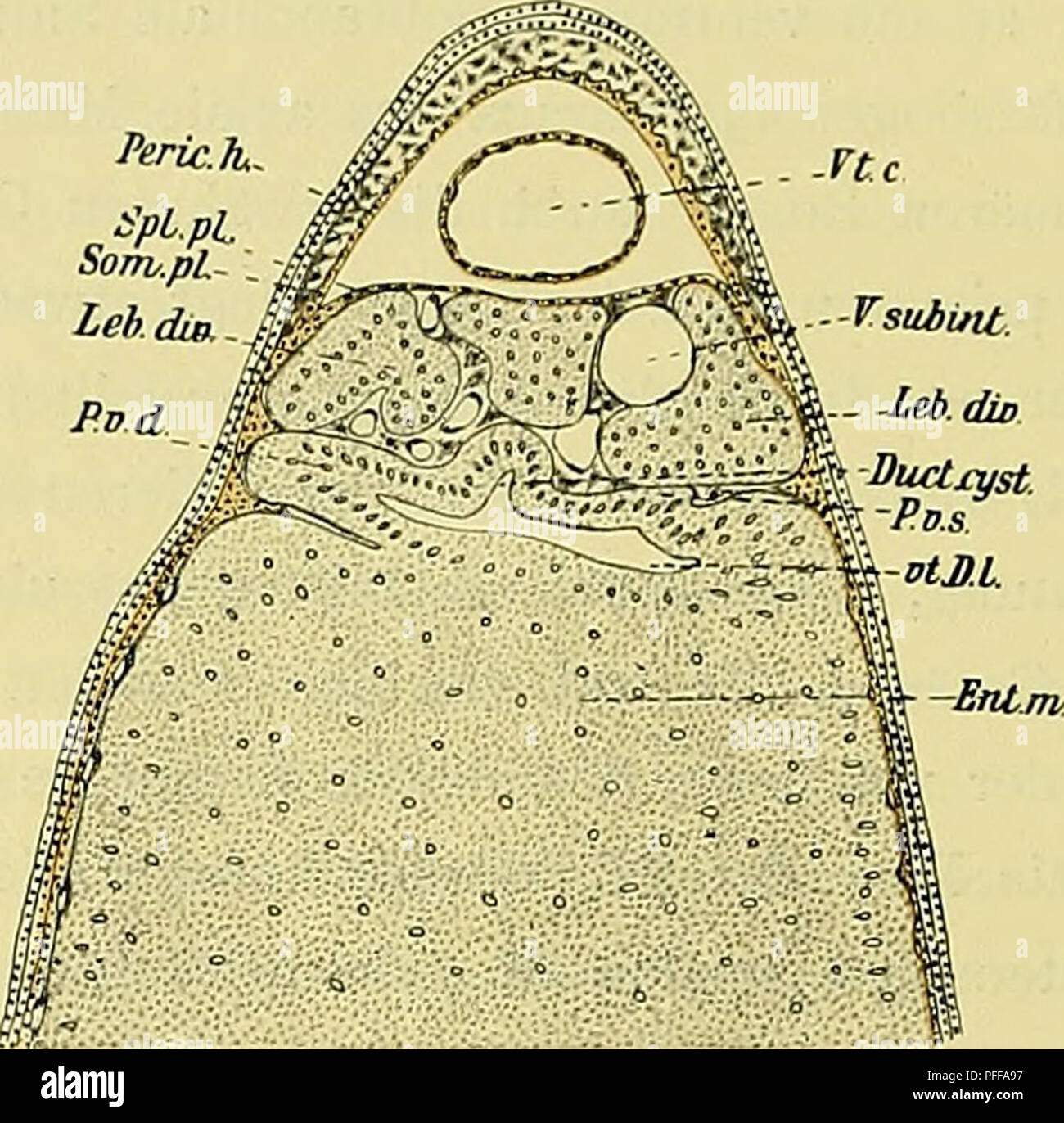 This scientific article presents a detailed study of the development of ...