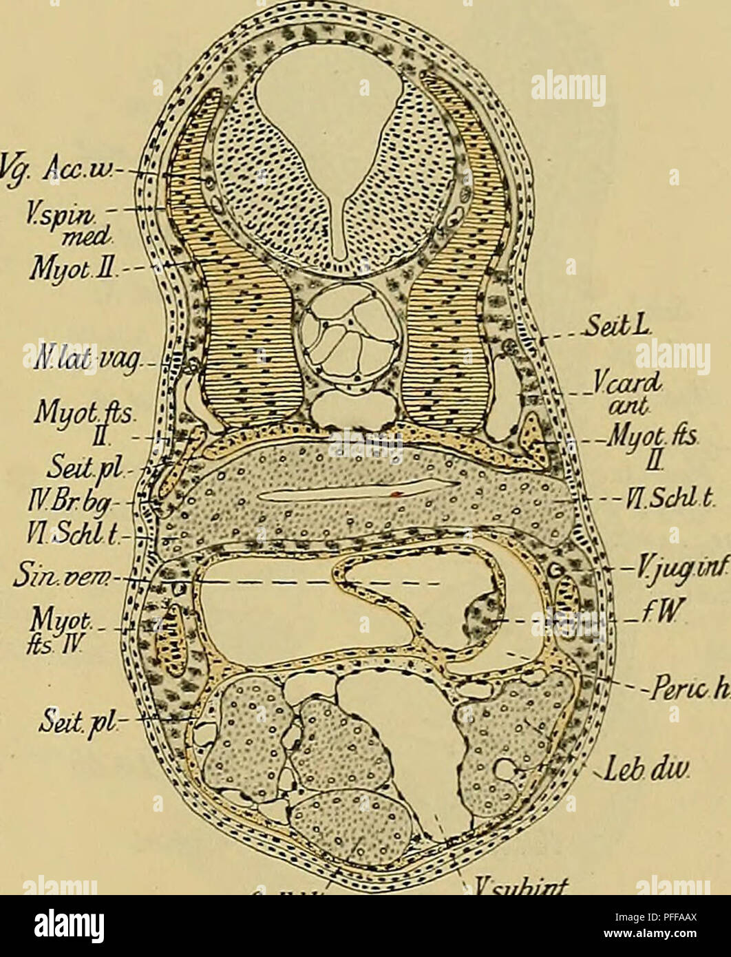 This publication details the development of the head and circulatory ...
