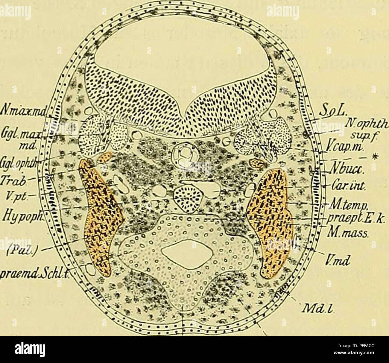 Fish circulatory system hi-res stock photography and images - Alamy
