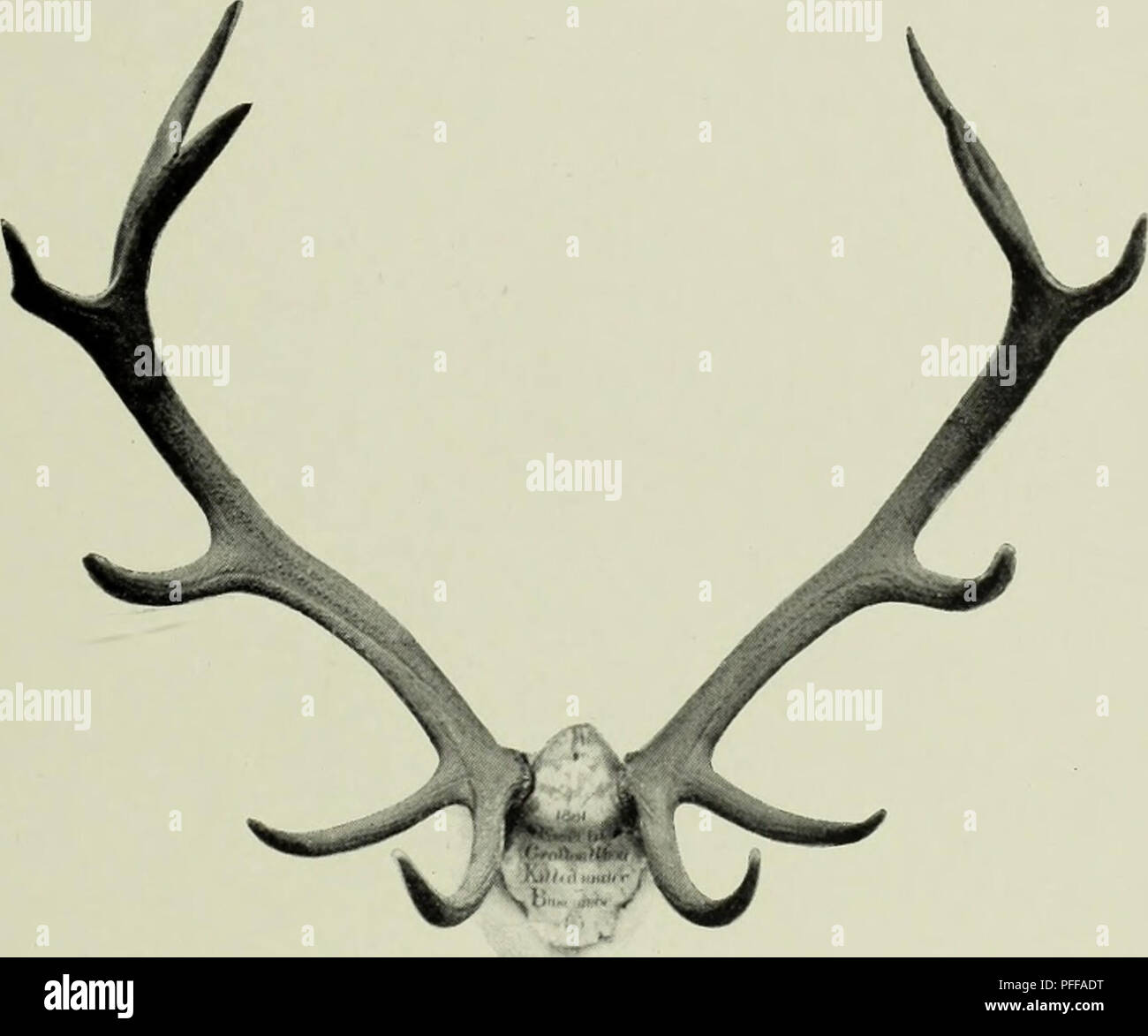 This work offers an extensive history of deer species, both living and ...