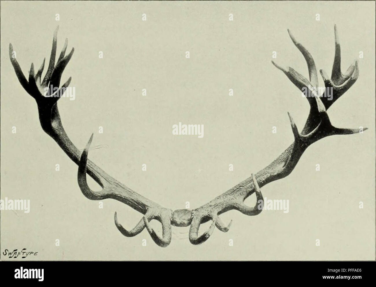 This work provides a comprehensive history of deer species, both living ...