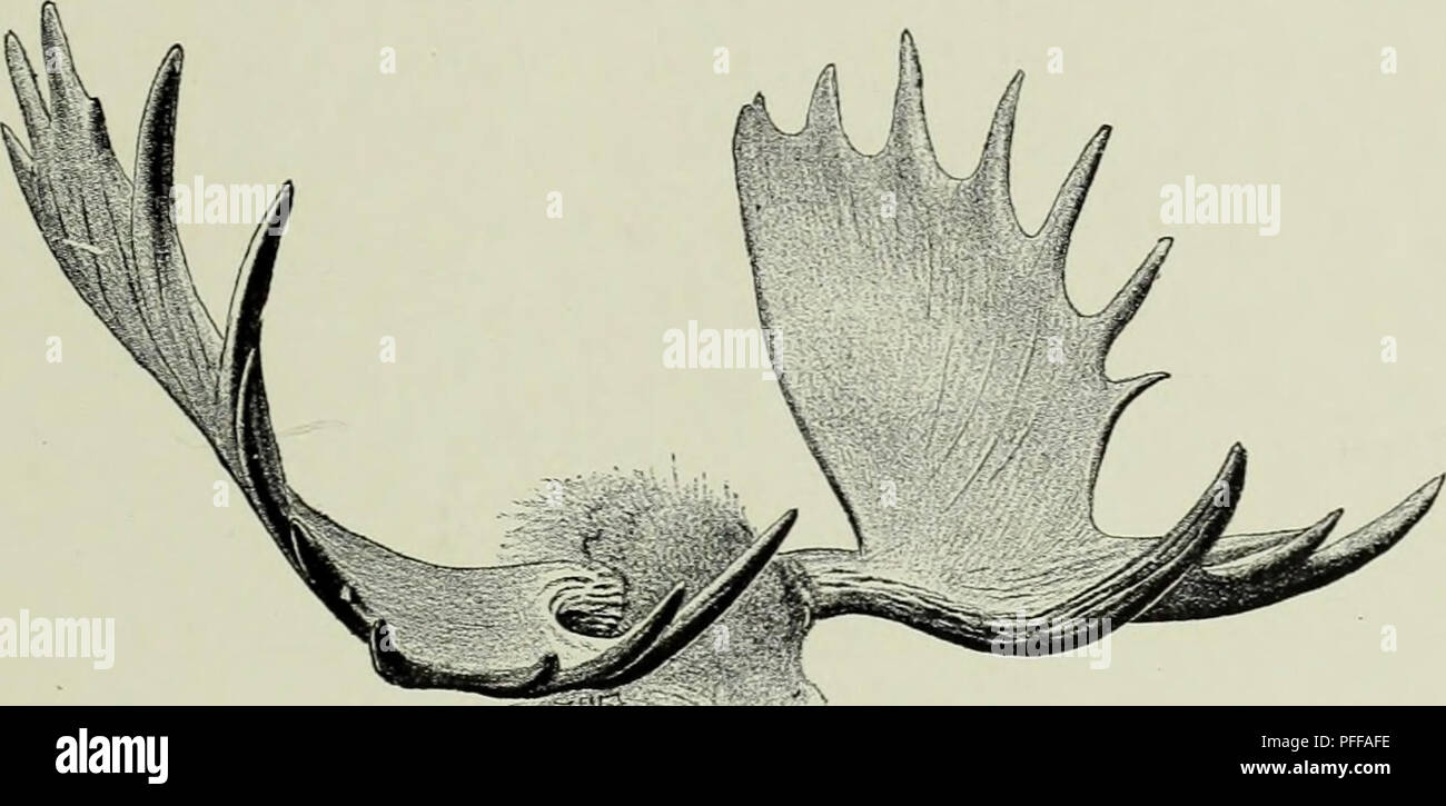 Fossil elk hi-res stock photography and images - Alamy