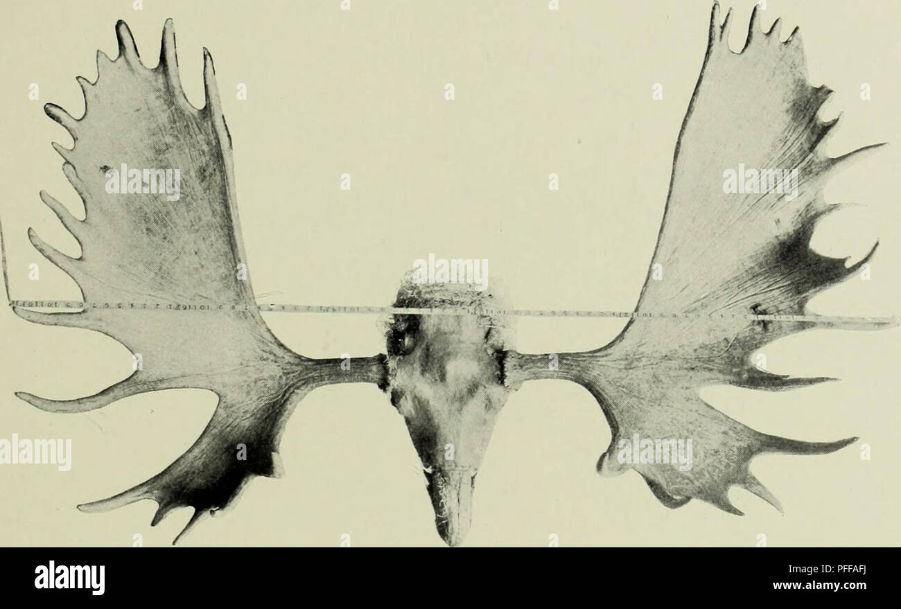This image is part of a detailed study of deer species, both living and ...