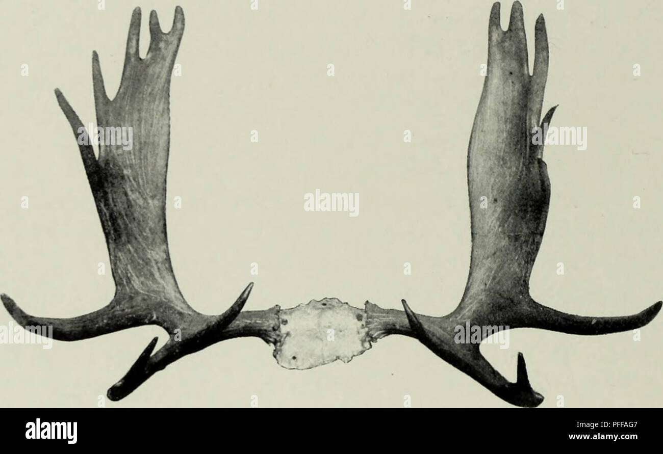 This work explores the history of the Cervidae family, including both ...