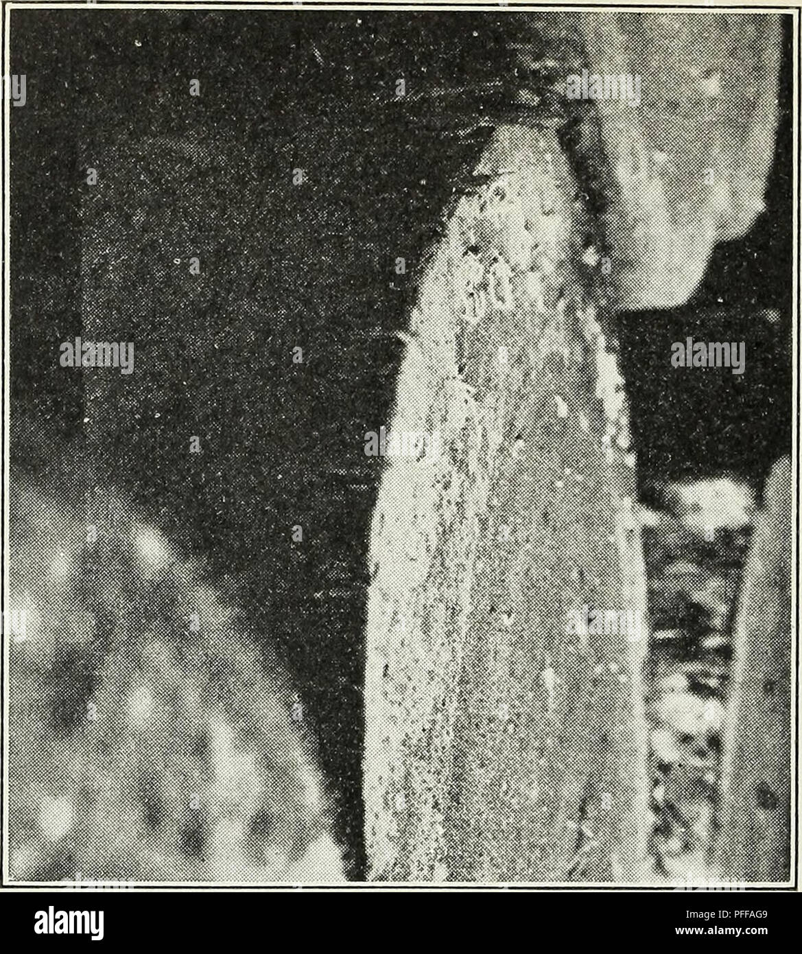 This bulletin addresses the impact of insects on timber, specifically ...
