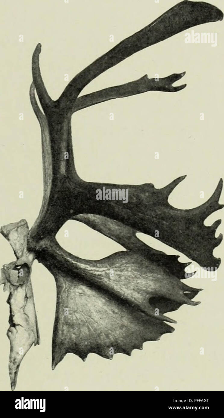. The deer of all lands; a history of the family Cervidæ living and ...