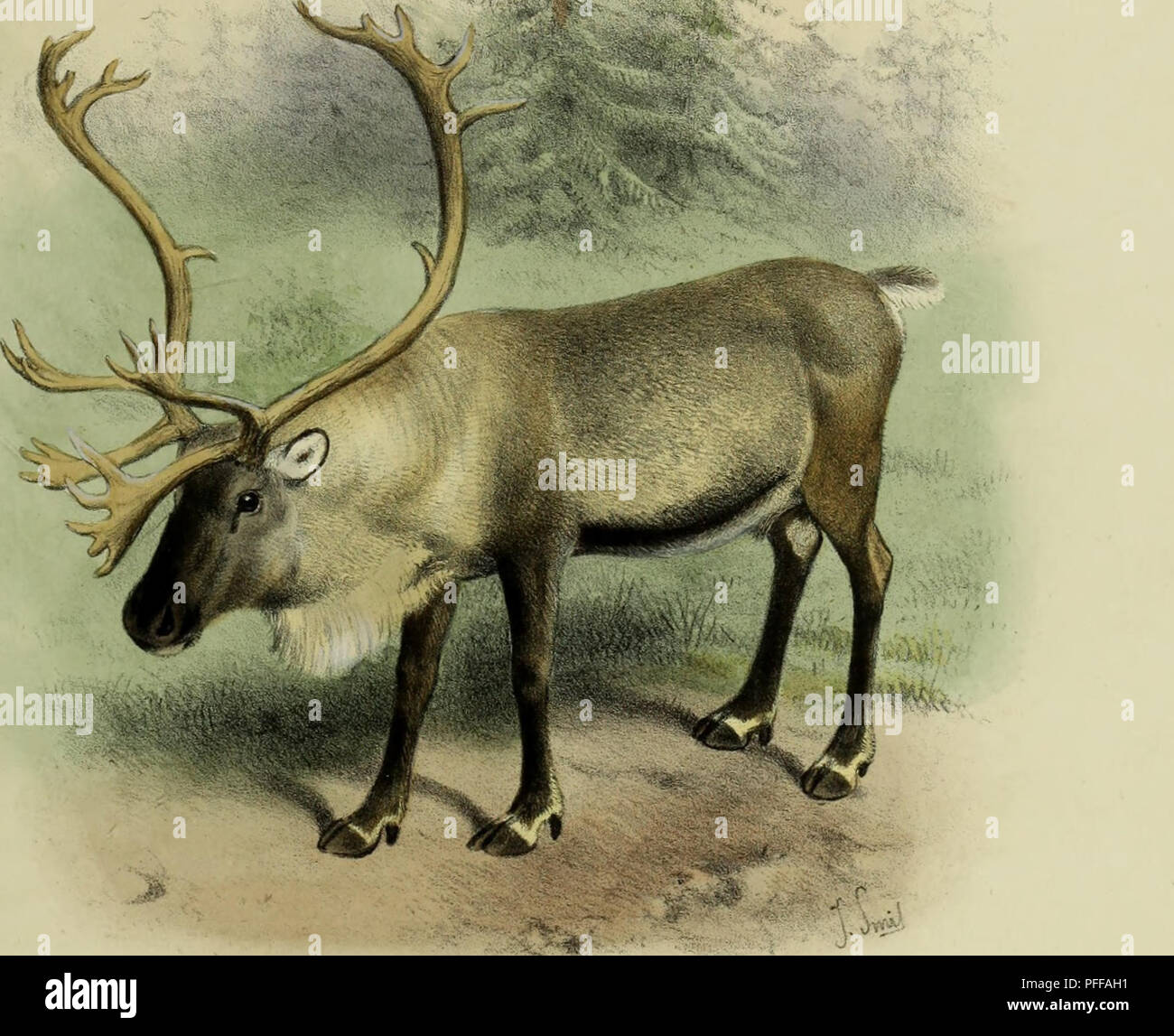This historical work provides an in-depth look at the Cervidae family ...