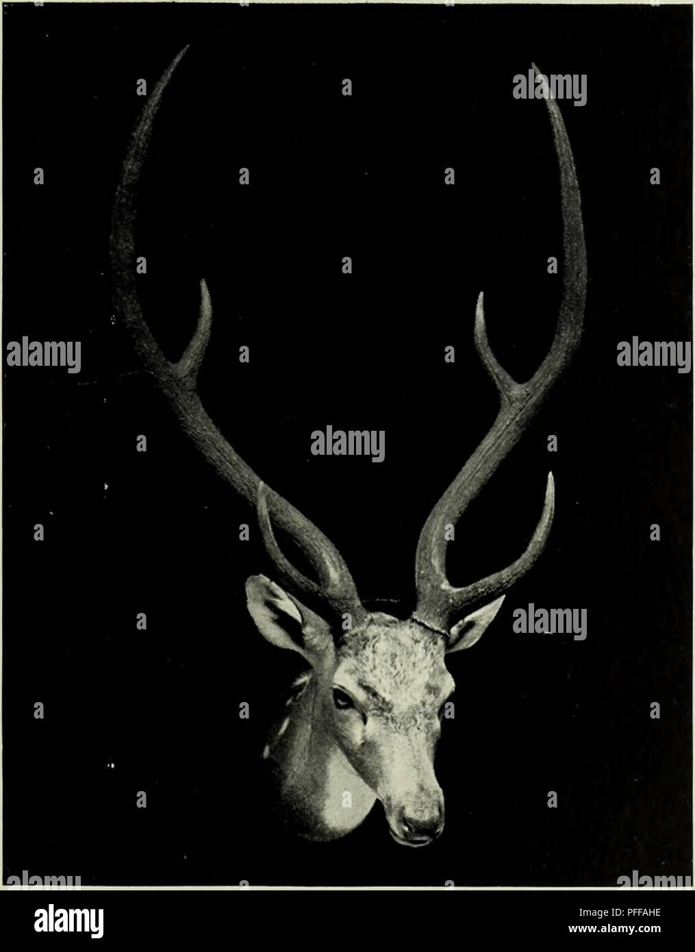 This comprehensive work explores the history of the Cervidae family ...