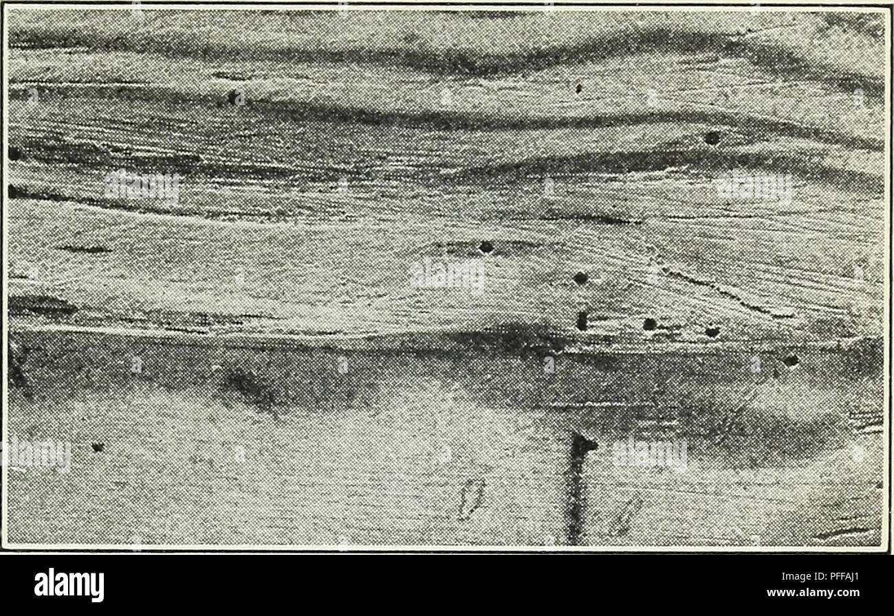 Defects in timber hi-res stock photography and images - Alamy