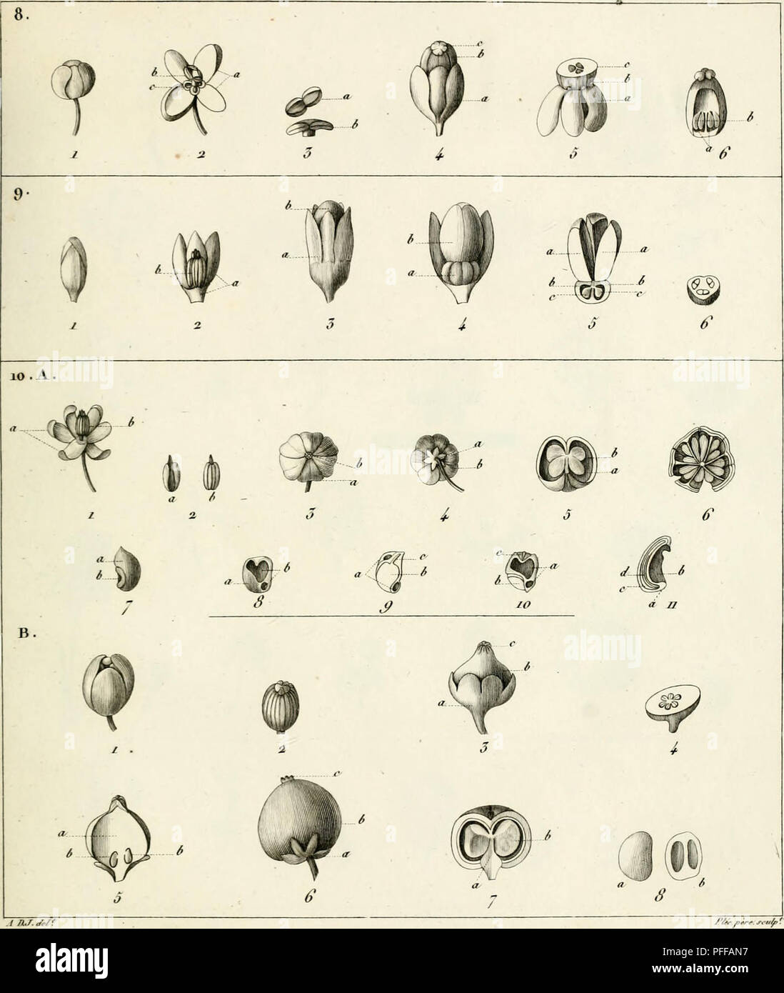 This study examines the *Euphorbiaceae* family, focusing on various ...