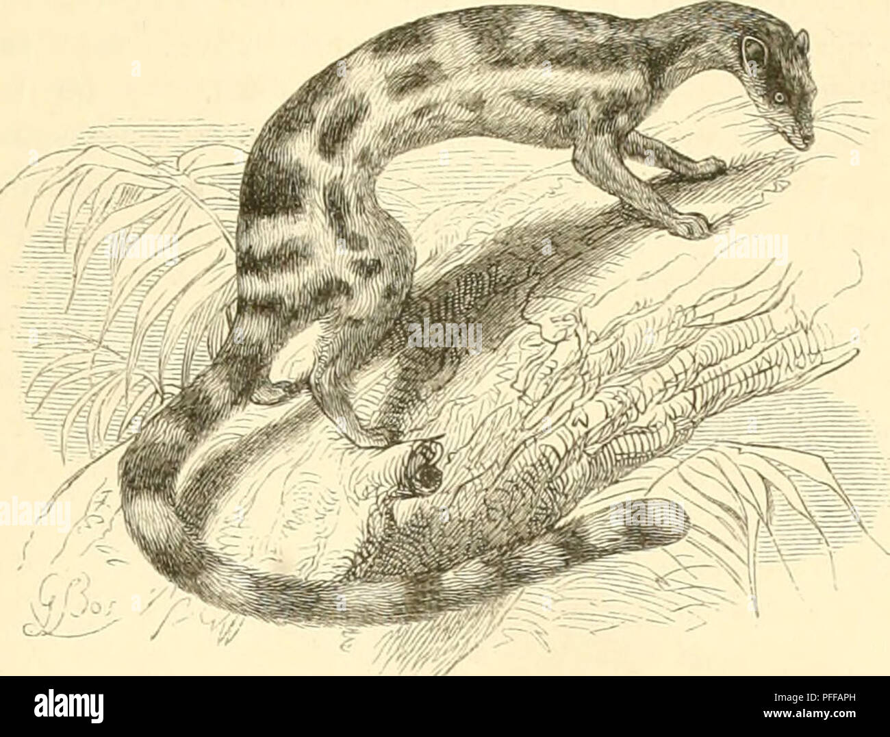 The image shows a linsang, a slender carnivorous mammal native to ...