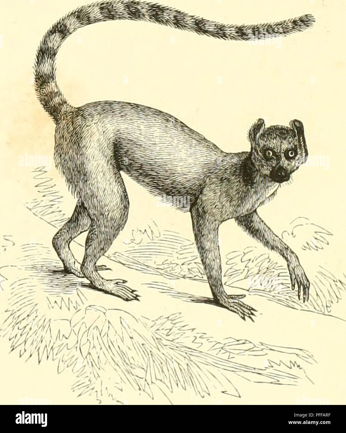 The Royal Zoological Society of Amsterdam's zoo houses a variety of ...