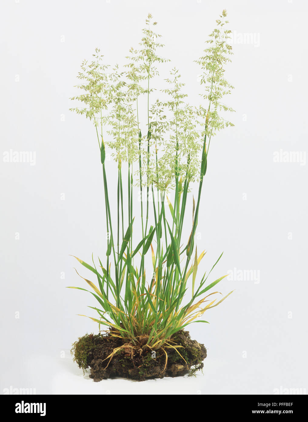 Yorkshire fog (Holcus lanatus) grass plant Stock Photo - Alamy