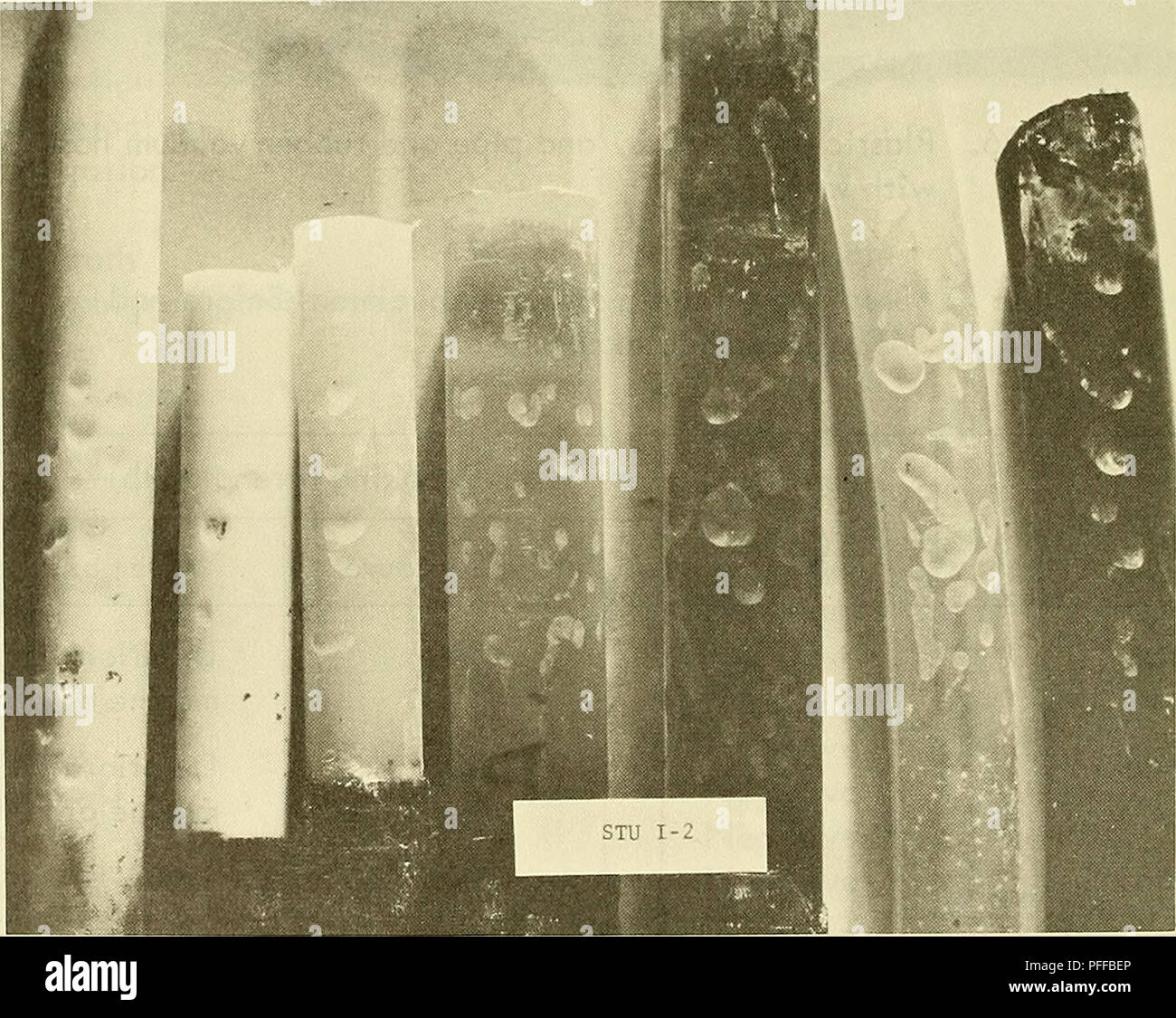 Marine Borer Stock Photos & Marine Borer Stock Images - Alamy