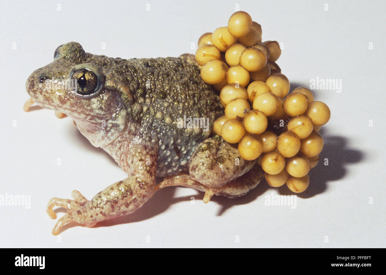 Male Midwife Toad, Alytes obstetrcians, with eggs attached Stock Photo ...