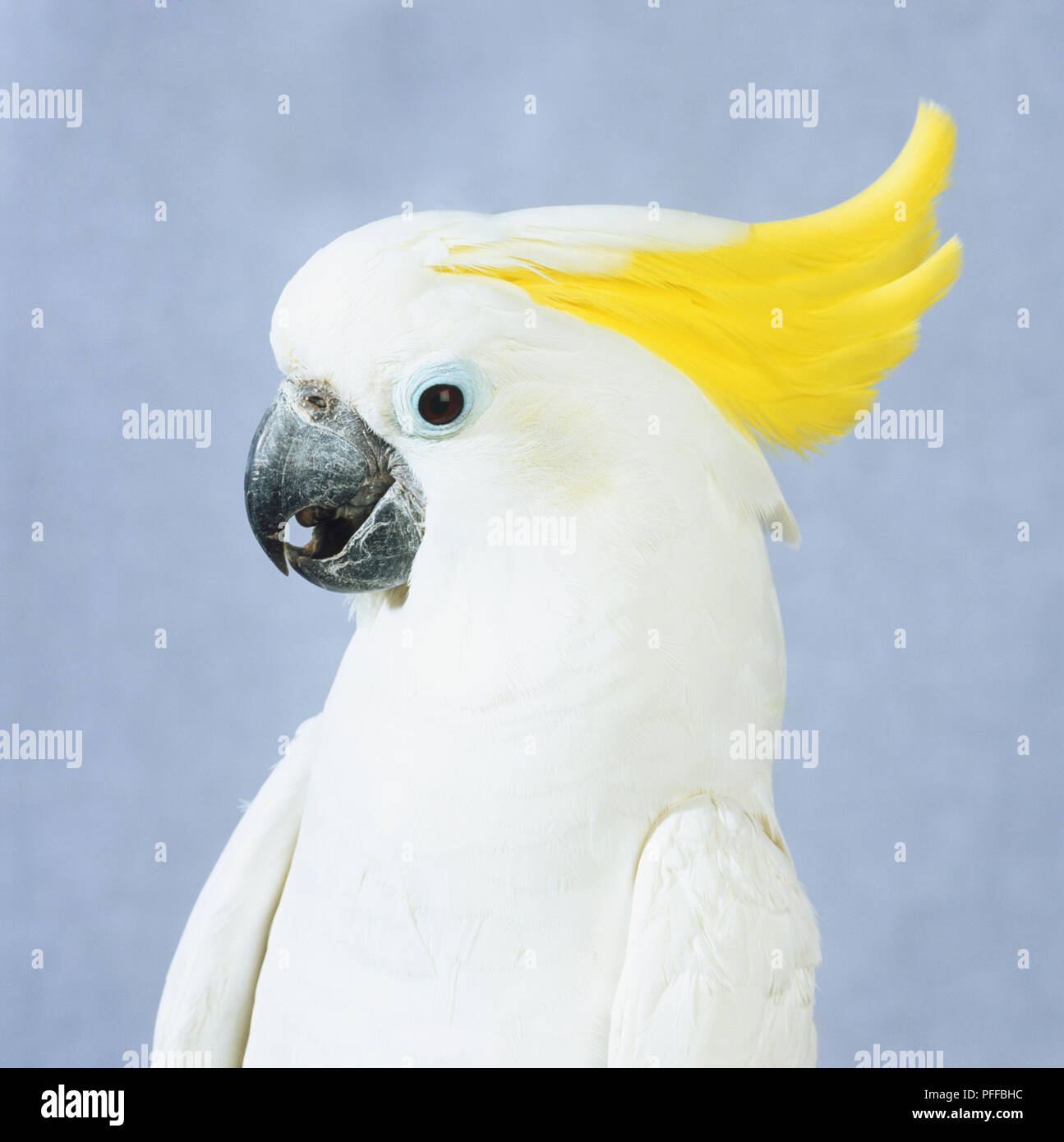 Sulphur crested cockatoo (Cacatua galerita) showing yellow crest, side ...