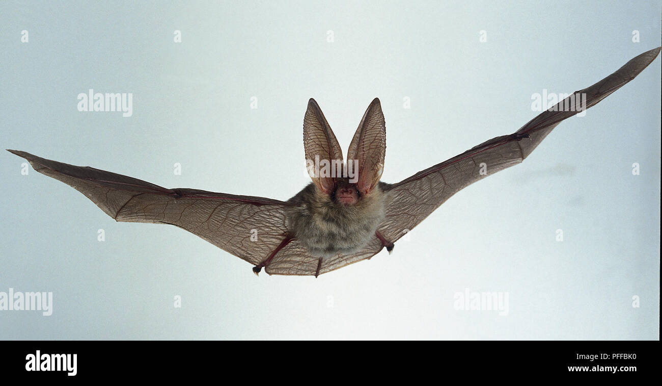 Bat in flight - front view showing face and long ears Plecotus ...