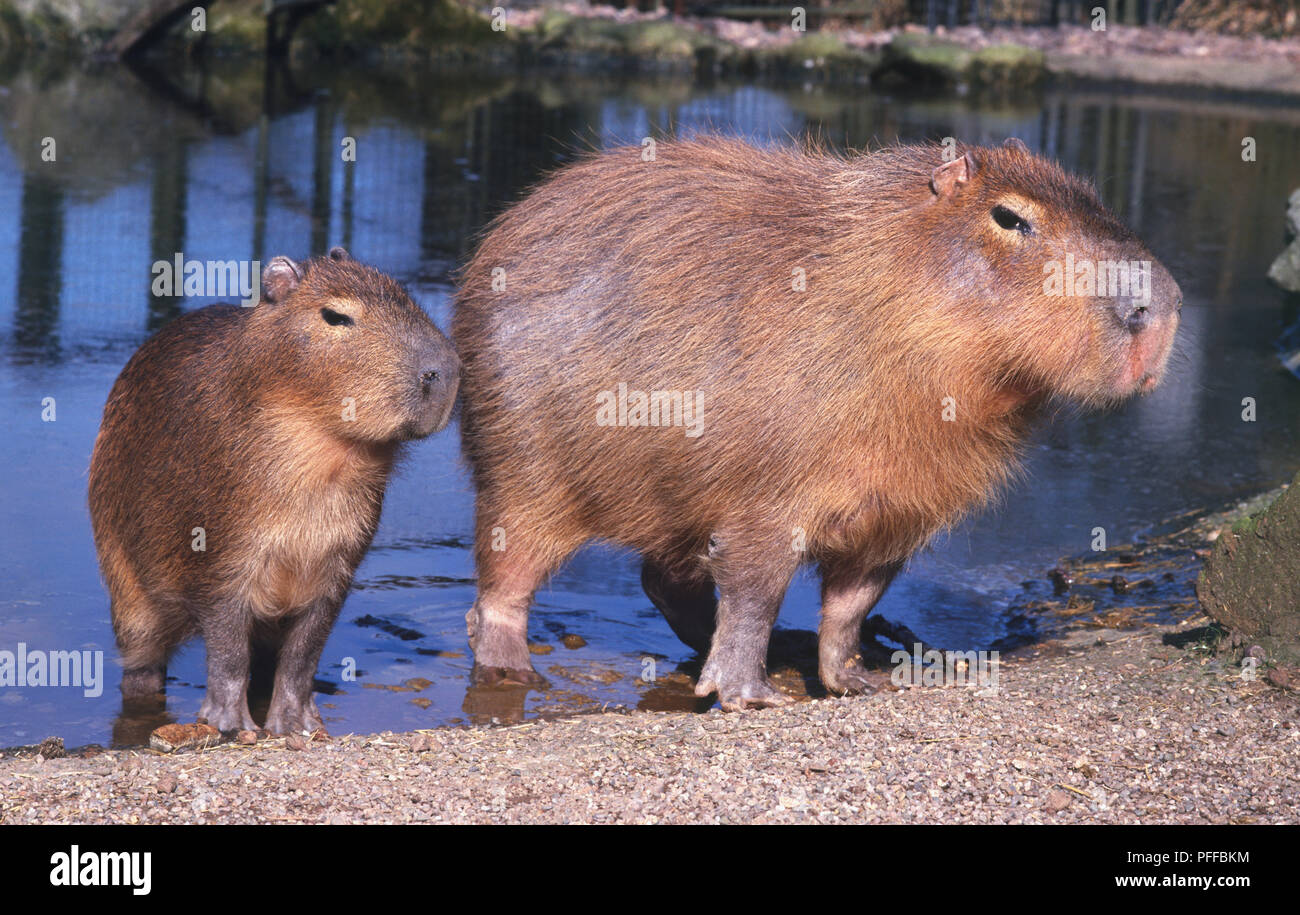 Adult and junior capybara (Hydrochoerus hydrochaeris) standing on water ...