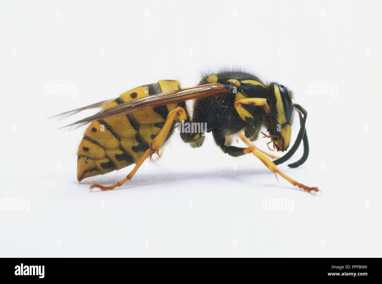 German Wasp (Vespula germanica) in profile Stock Photo - Alamy