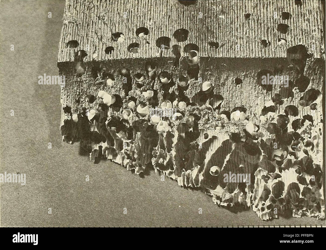 The study focuses on the degradation of materials submerged in deep ...