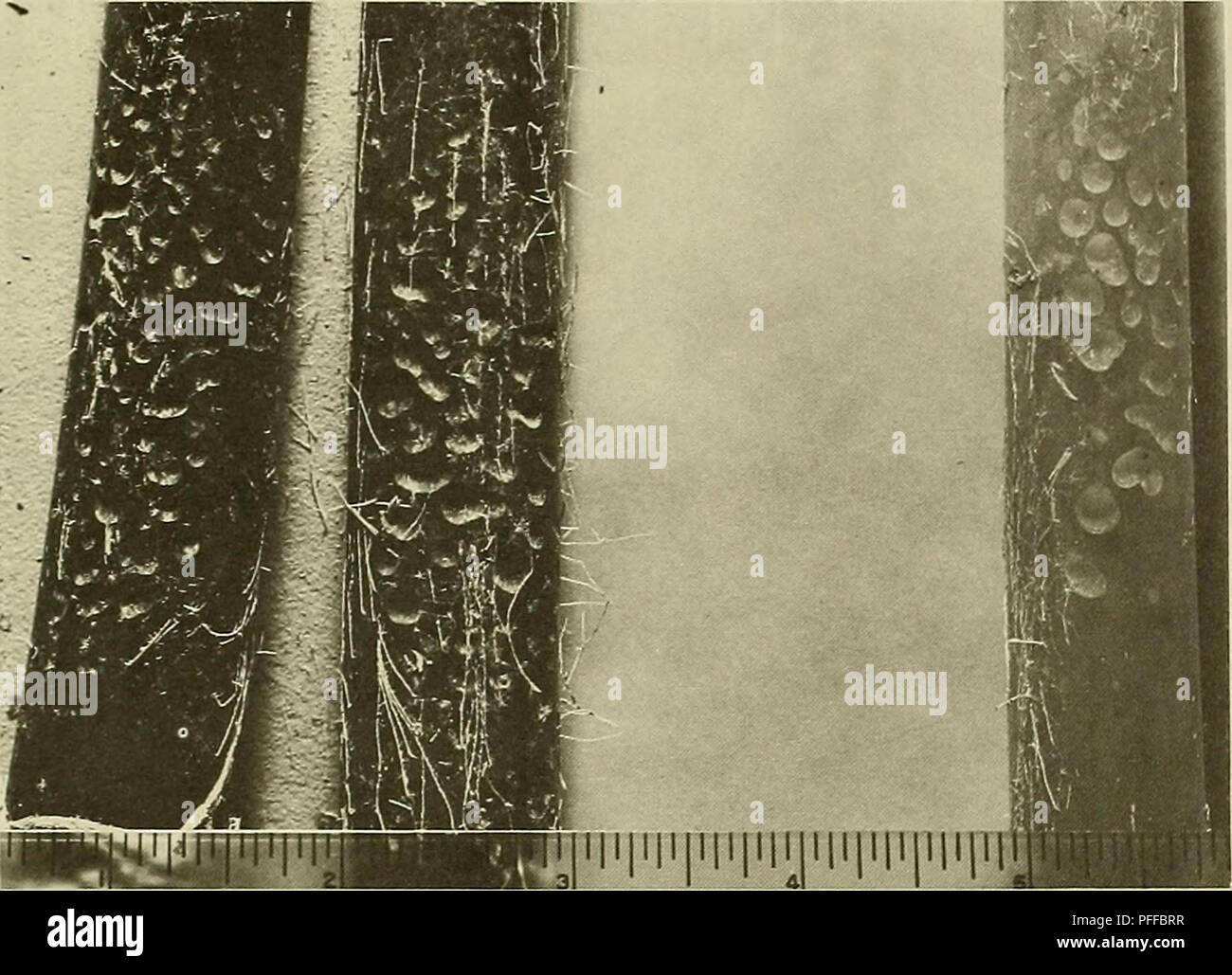 This image documents the deep-ocean biodeterioration process, where ...