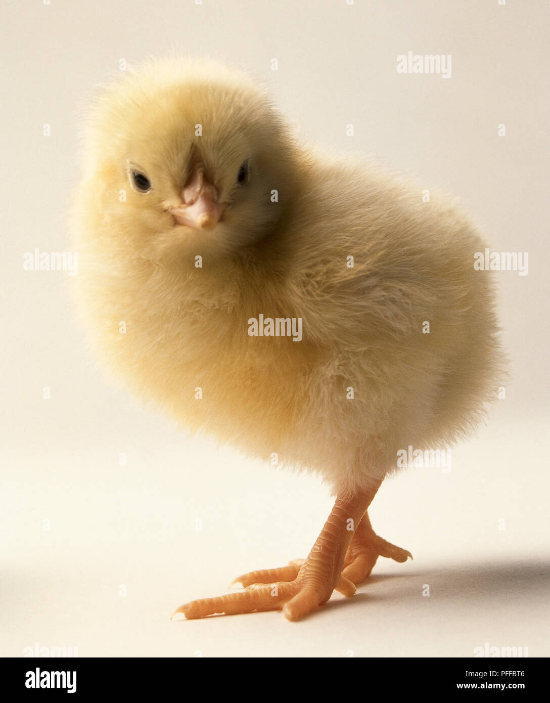 Fluffy yellow chick standing in profile Stock Photo - Alamy