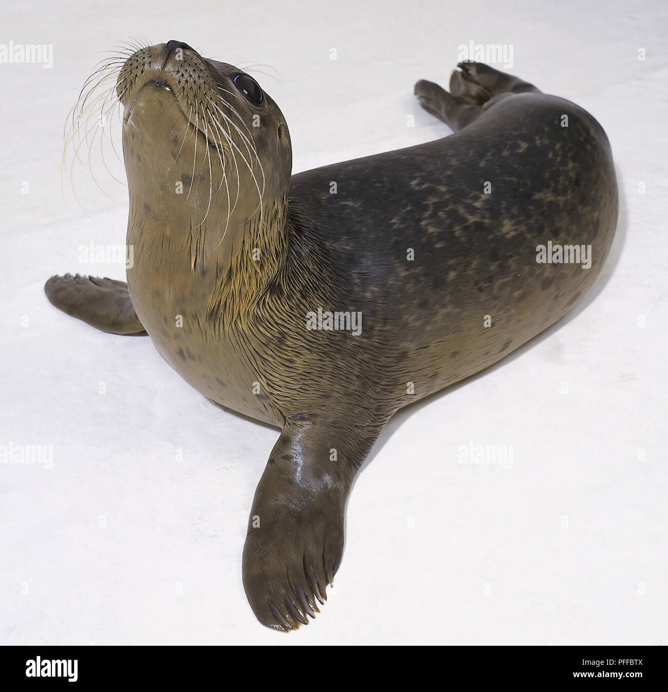 Harbour seal from above, looking up Stock Photo - Alamy
