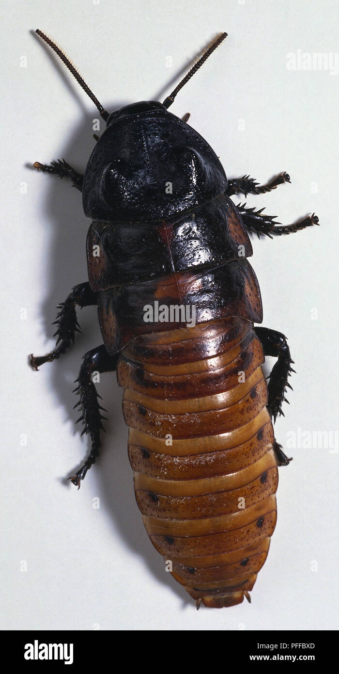 Fossil Cockroach High Resolution Stock Photography and Images - Alamy