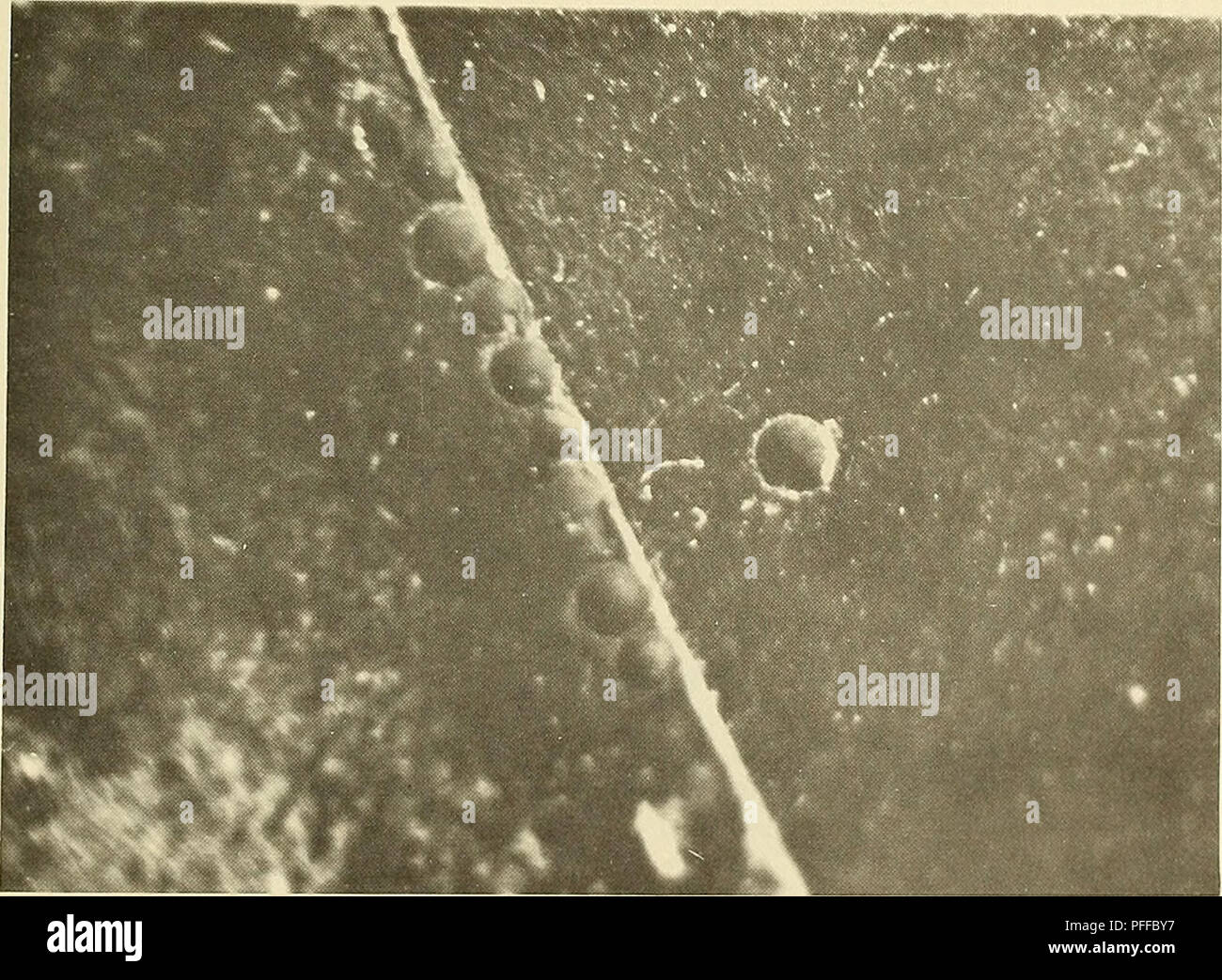 The figures demonstrate marine borers attacking a plastic-wrapped rod ...