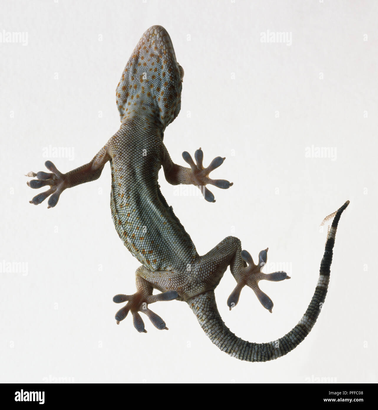 Underside of gecko hi-res stock photography and images - Alamy