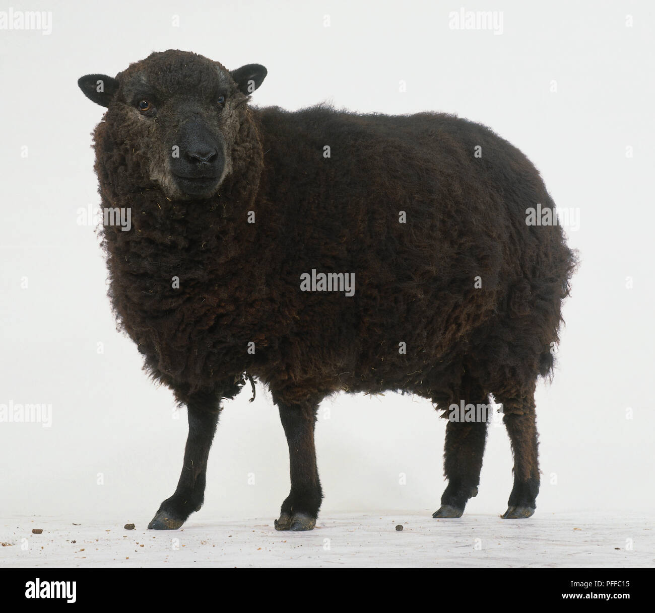 Black sheep in animal hi-res stock photography and images - Alamy
