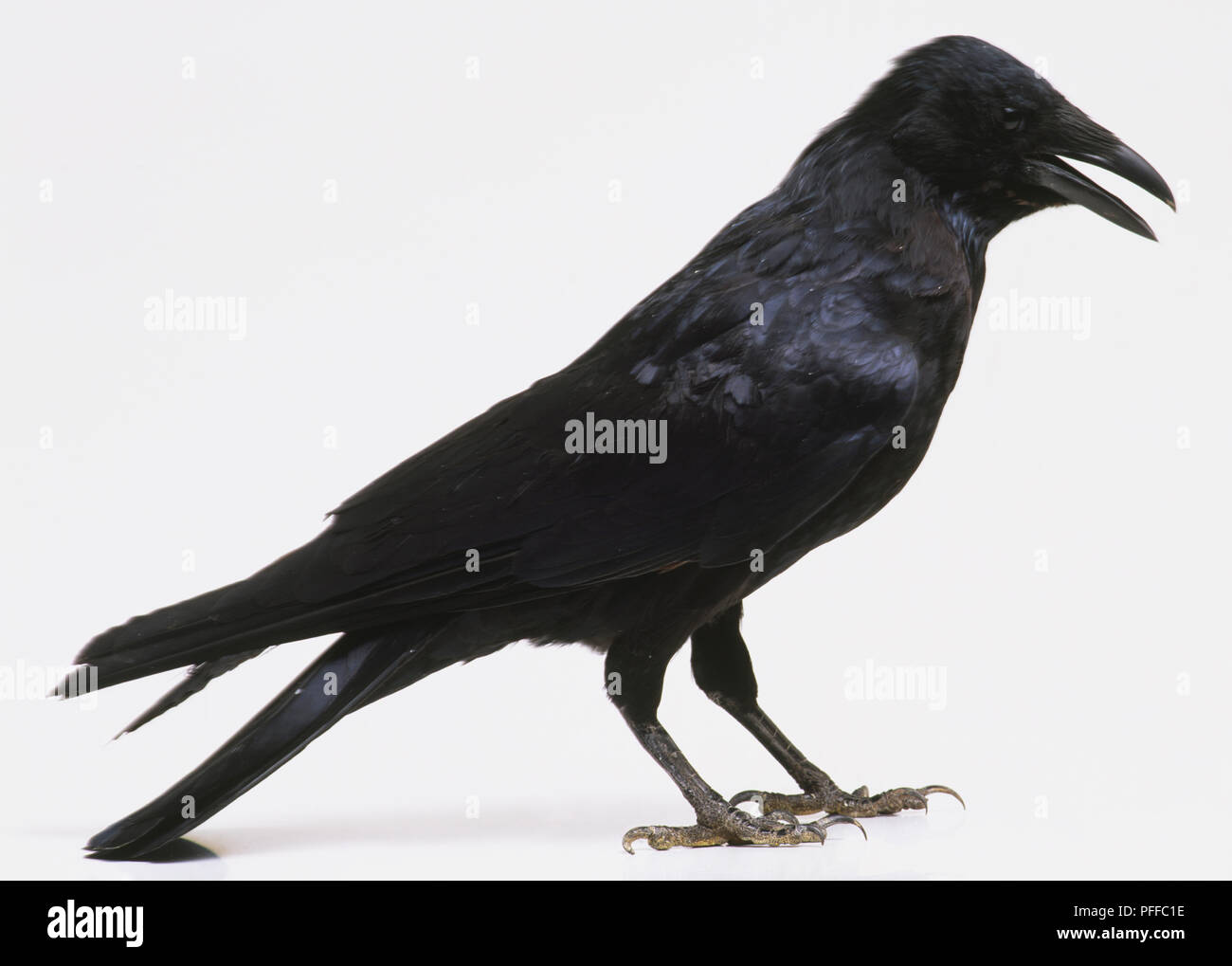 Crow Profile High Resolution Stock Photography and Images - Alamy