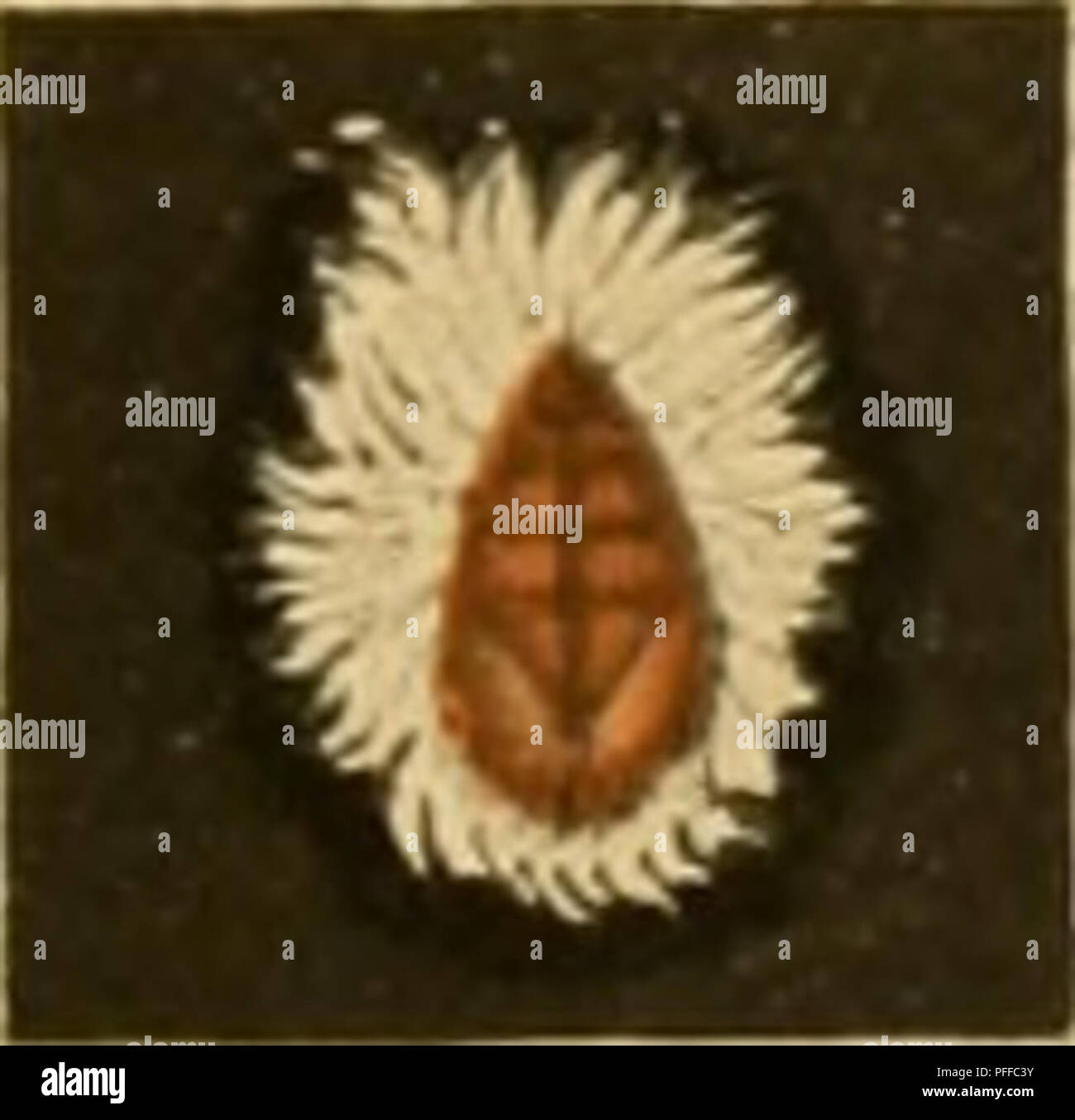 Coffee scale insects hi-res stock photography and images - Alamy