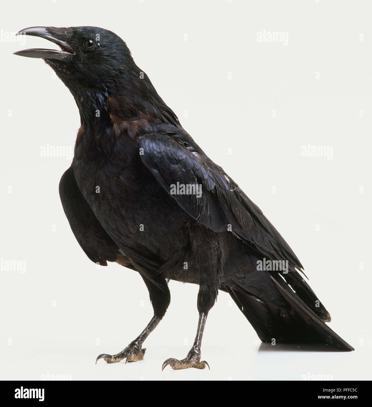 Carrion Crow, Corvus corone, black crow, side view Stock Photo - Alamy