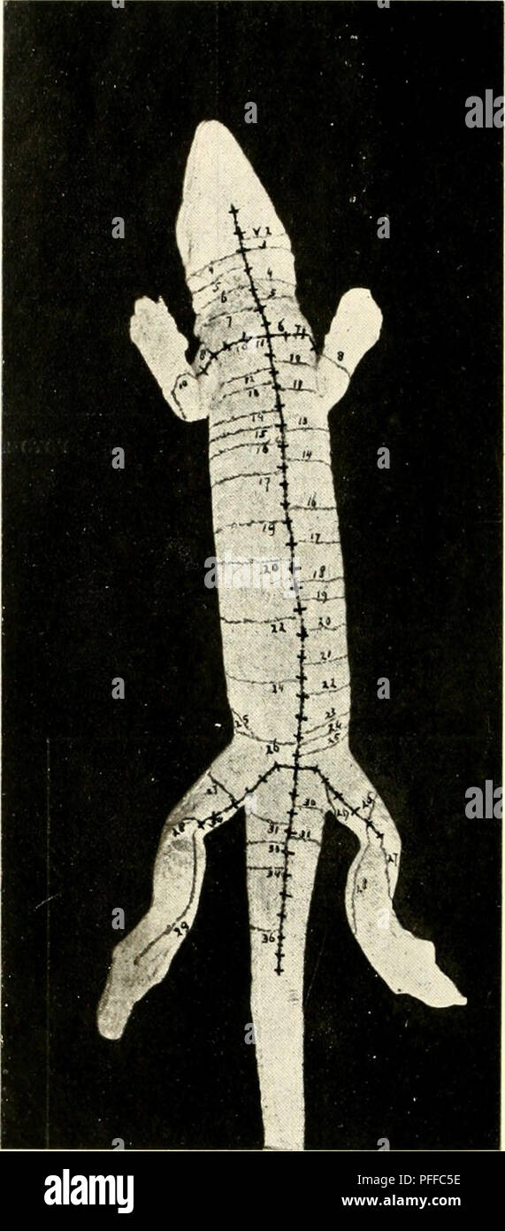 A study on the dermatomeric structure of the nervous system in the ...