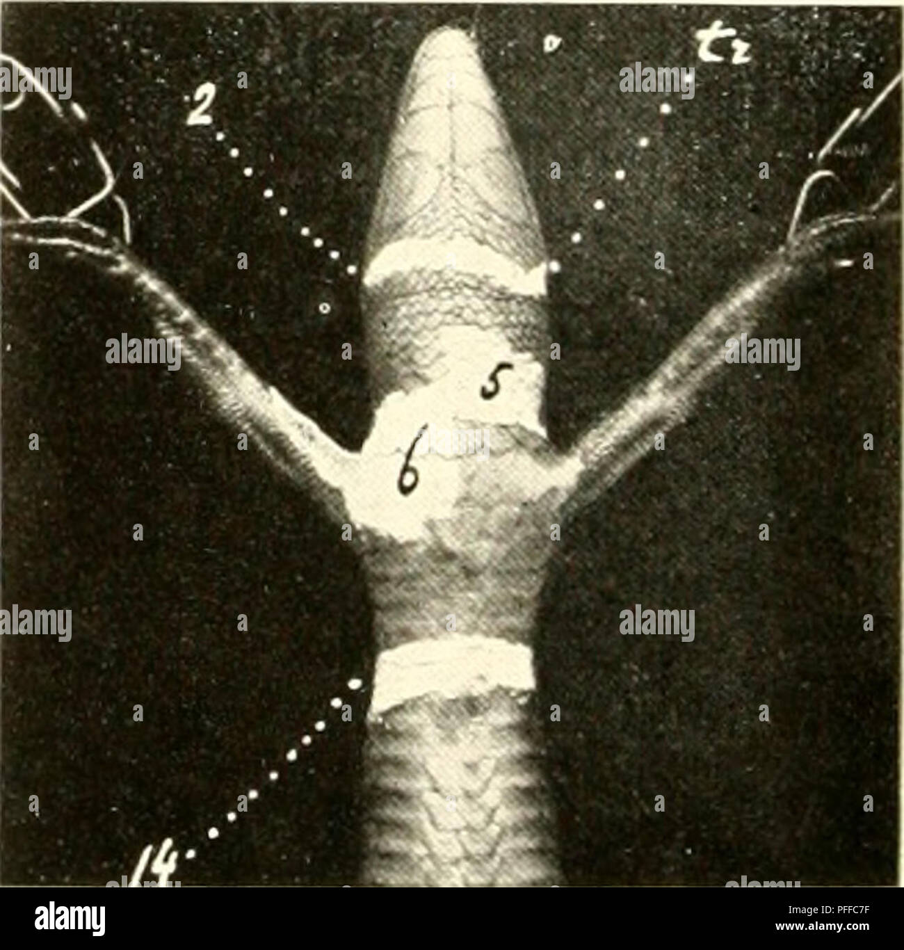 This study on the dermatomeric structure of the green lizard (Lacerta ...
