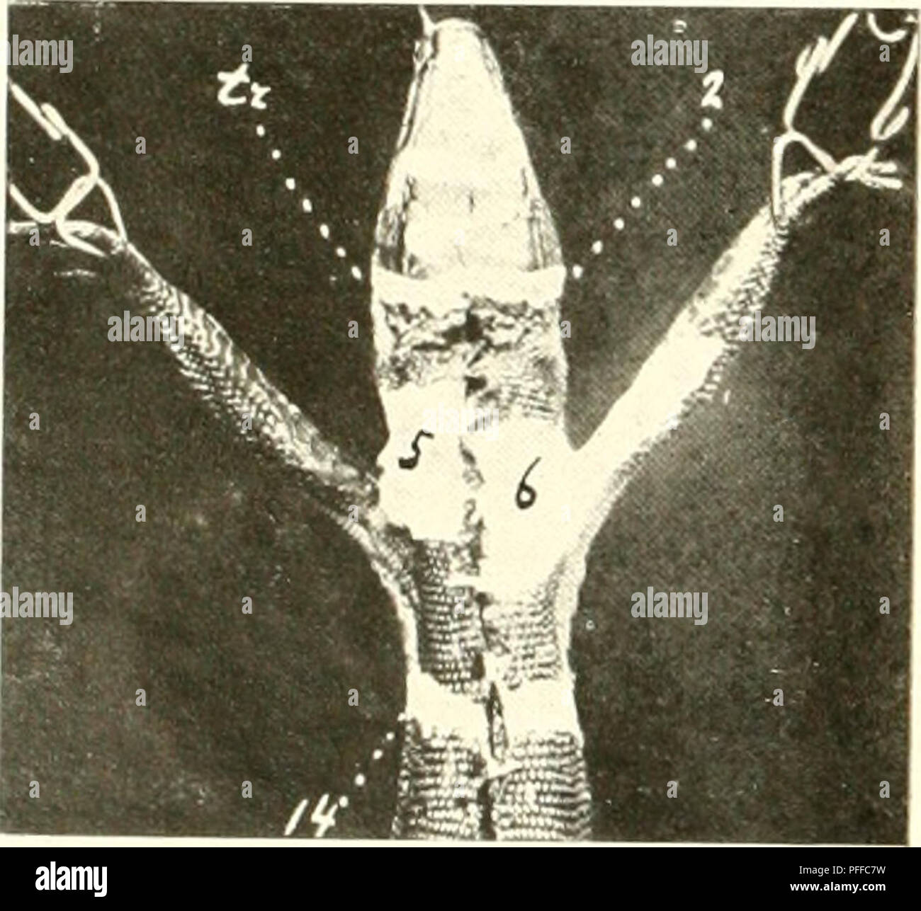 This study on the *Lacerta viridis* lizard examines its nervous system ...