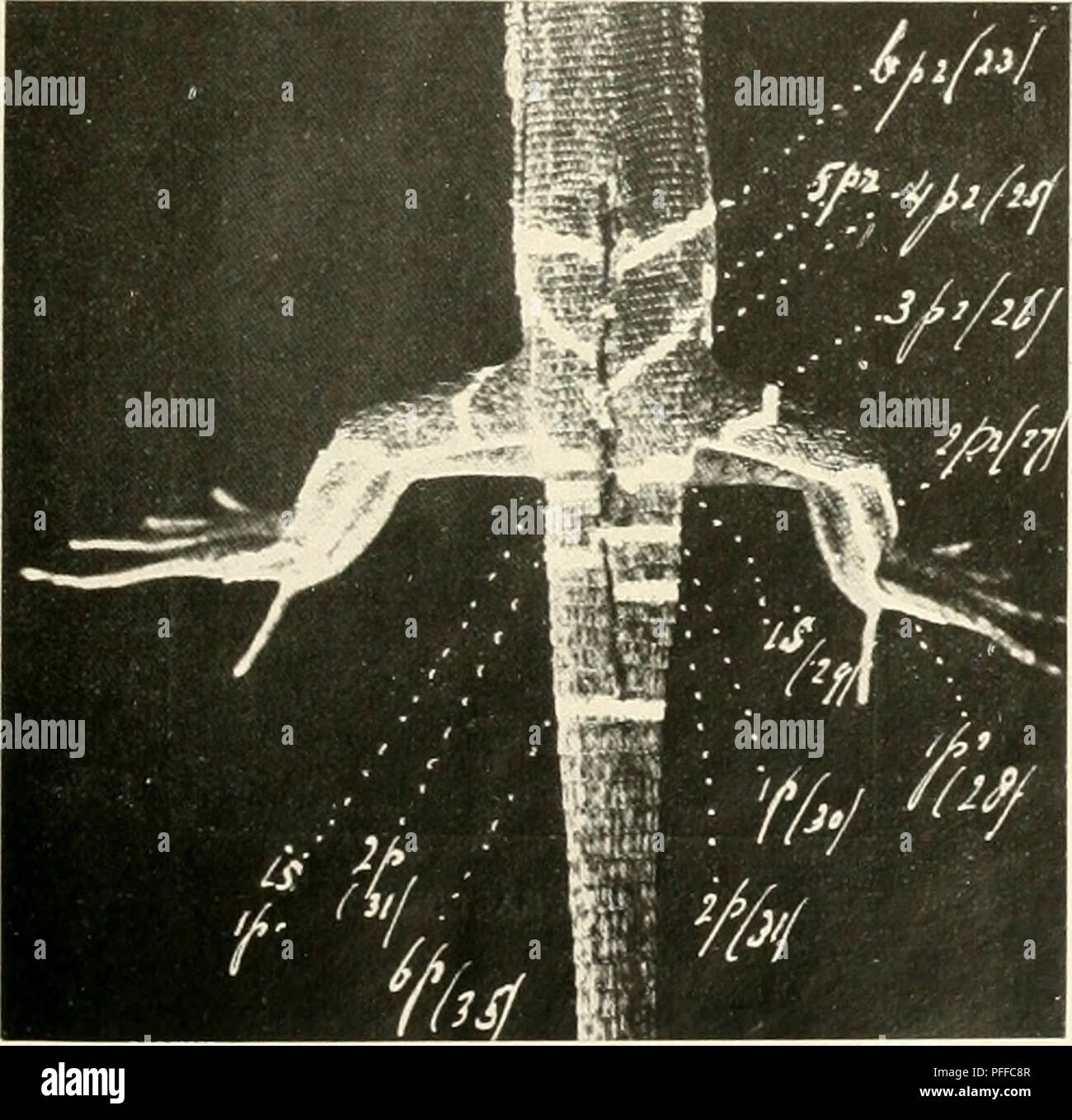 This study on the dermatomeric structure of the lizard (Lacerta viridis ...