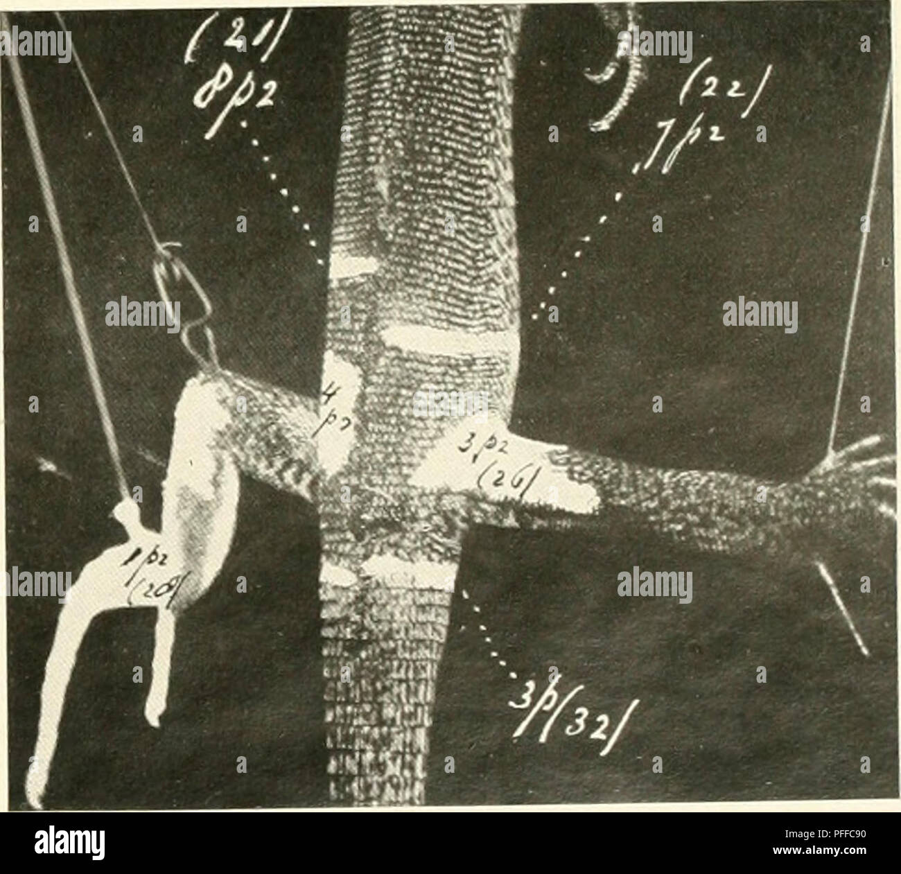 This study on the dermatomeric structure of the lizard Lacerta viridis ...